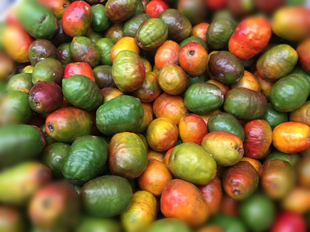 Festival del Jocote de Corona del Cerro Verde | SiempreTur | Disfruta ...